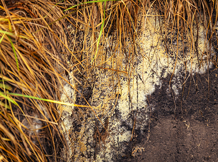 Soil Microbes And Ecosystem Function Climate And Ecosystem Sciences